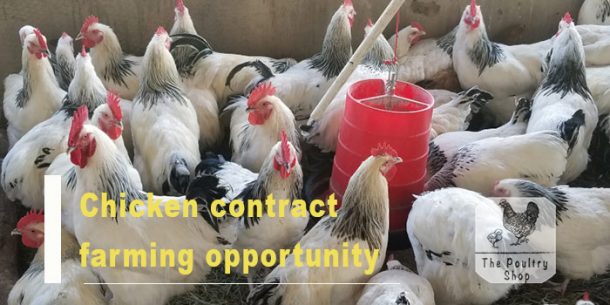 Contract Farming Opportunity from Nhema Chickens – The Poultry Shop