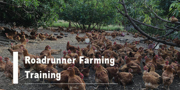 Roadrunner Farming Training by Usena Solutions P/L – The Poultry Shop